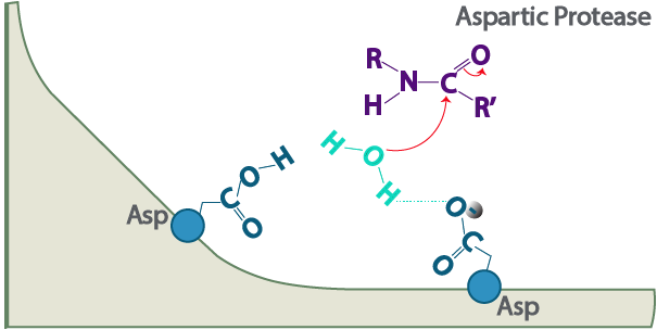 Introduction into Proteinase K | GoldBio